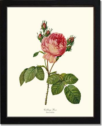 Cabbage Rose: Vintage Botanical Rose Wall Art Prints – Charting Nature
