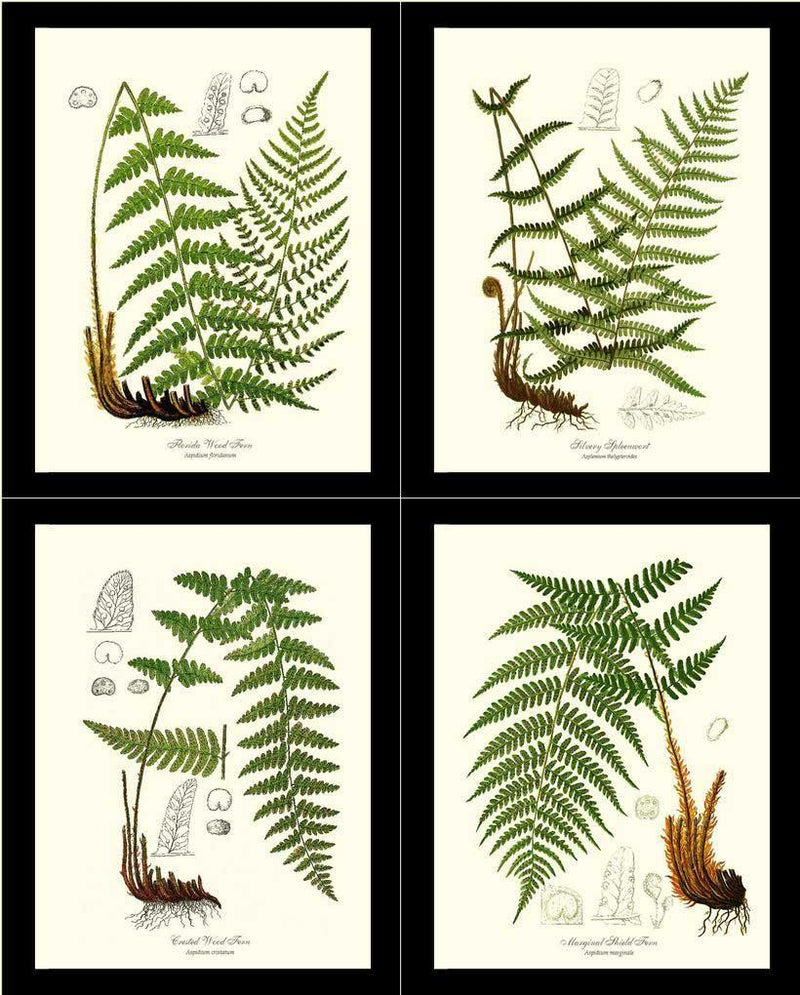 Vintage European Fern Print Set: Vintage Fern Wall Art Botanical Prints ...
