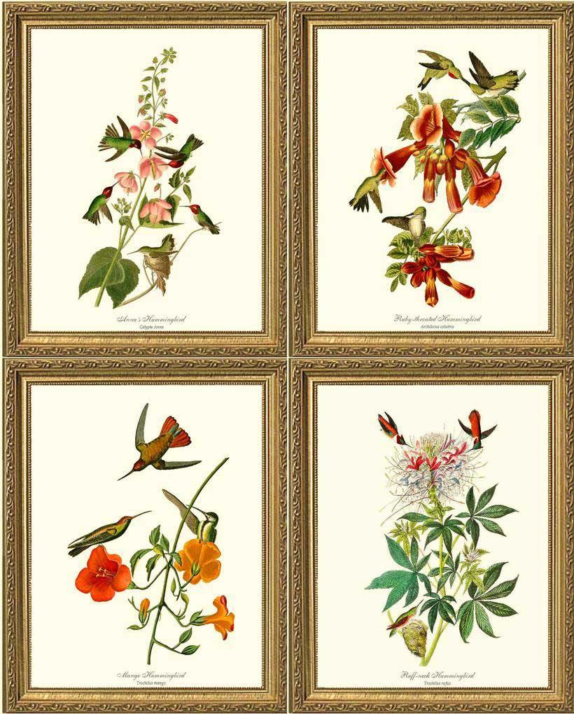 Audubon Hummingbirds