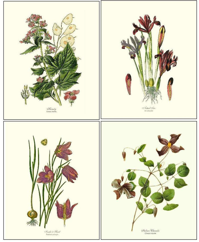 Botanical Print Sets, Framed, Unframed – Charting Nature