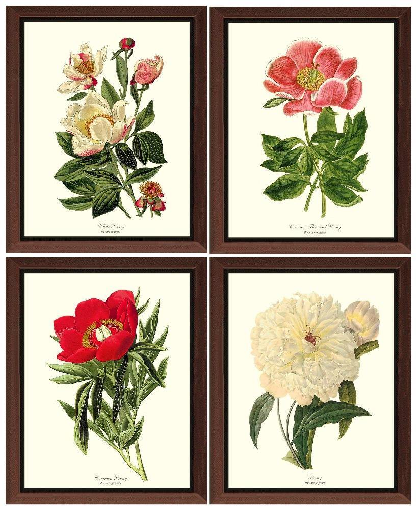 Botanical Print Sets, Framed, Unframed – Charting Nature