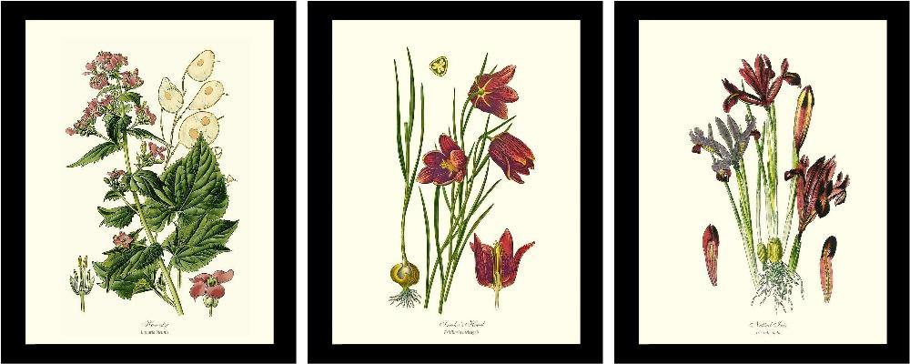Victorian Flower Prints
