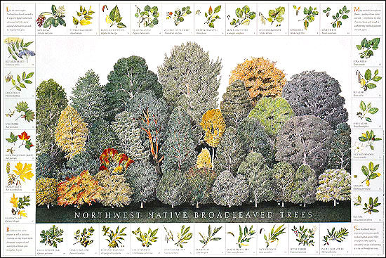 Tree, Mushroom, and Wildflower Poster Identification Charts, Beautiful ...