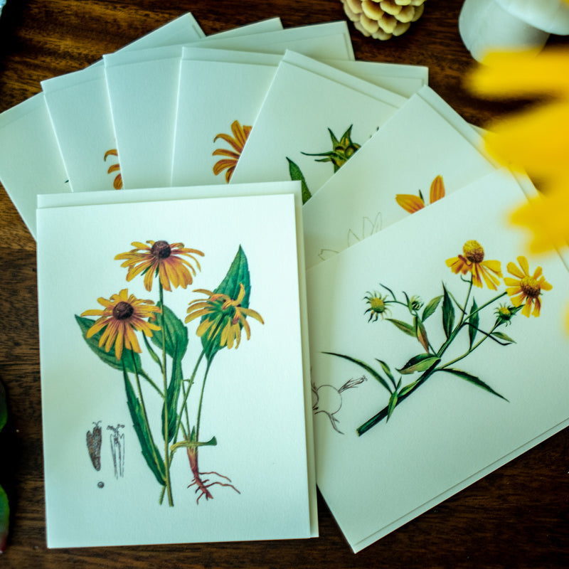 Yellow Wildflower Notecards - Botanical print notecard set – Charting ...
