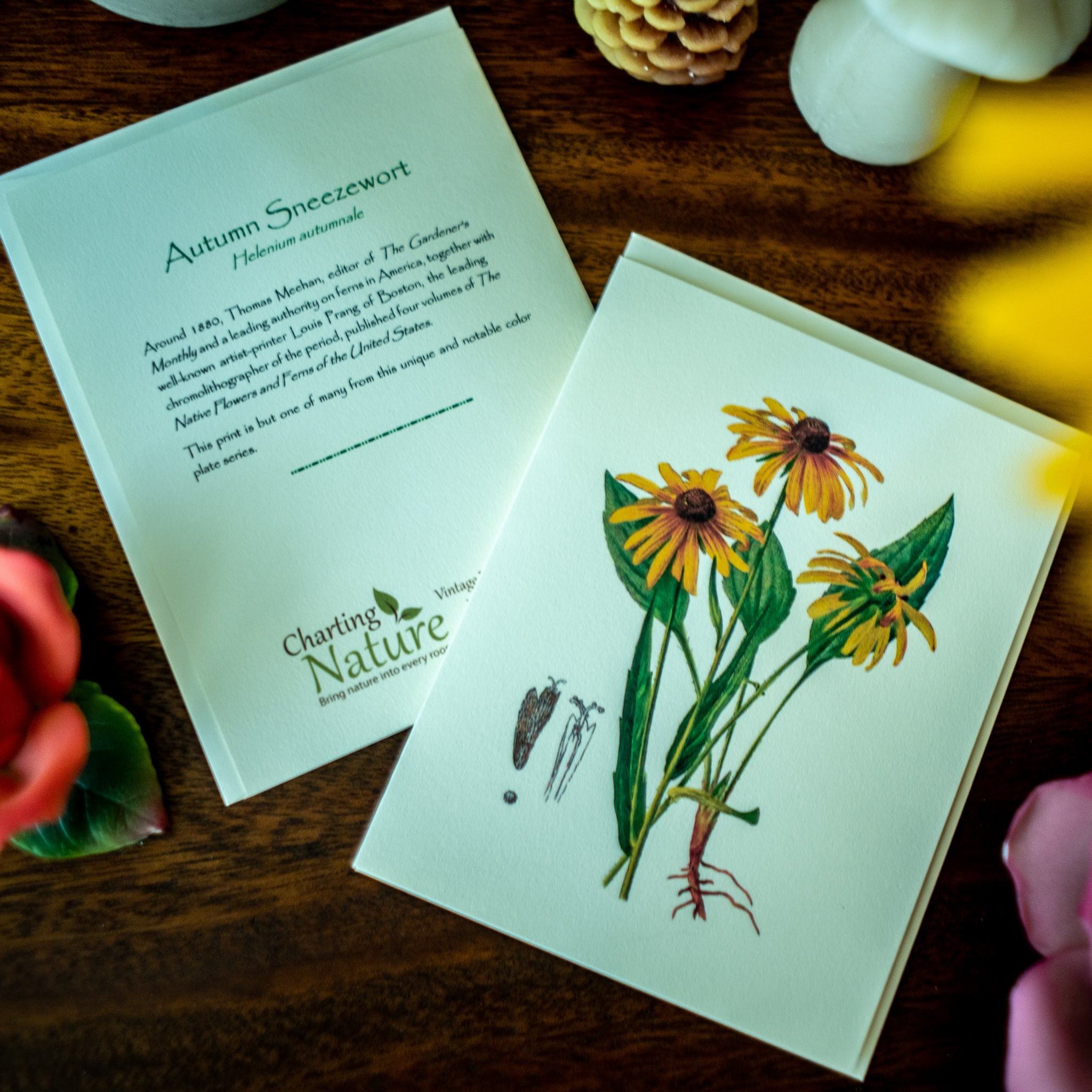 Yellow Wildflower Notecards - Botanical print notecard set – Charting ...