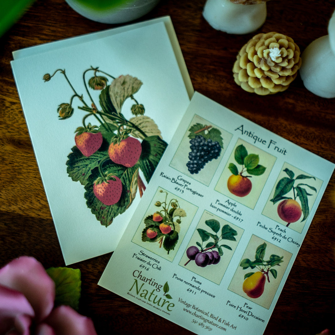 Botanical Note Cards, Vintage Art Notecards – Charting Nature