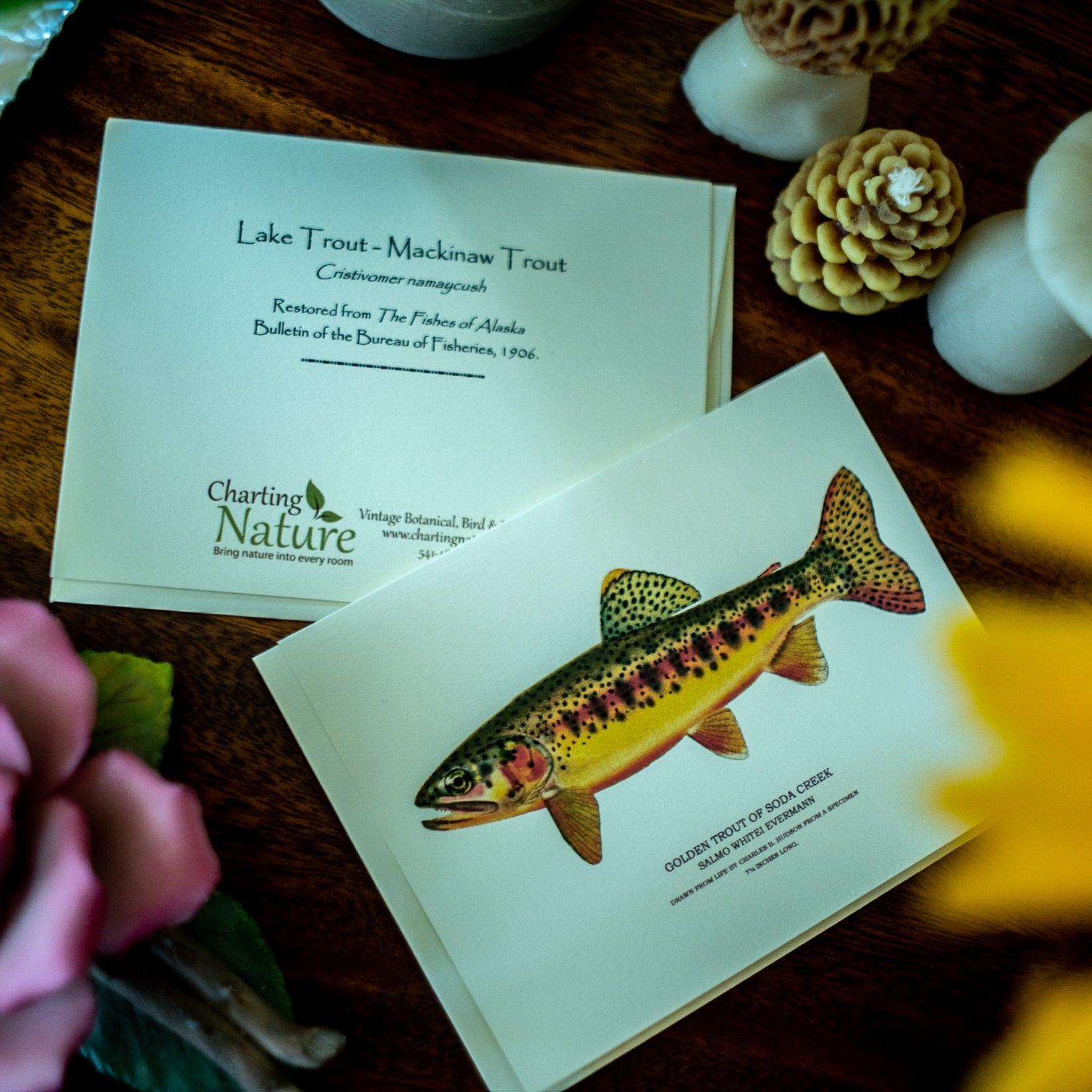 Vintage Trout Fish Illustration Note Cards – Charting Nature