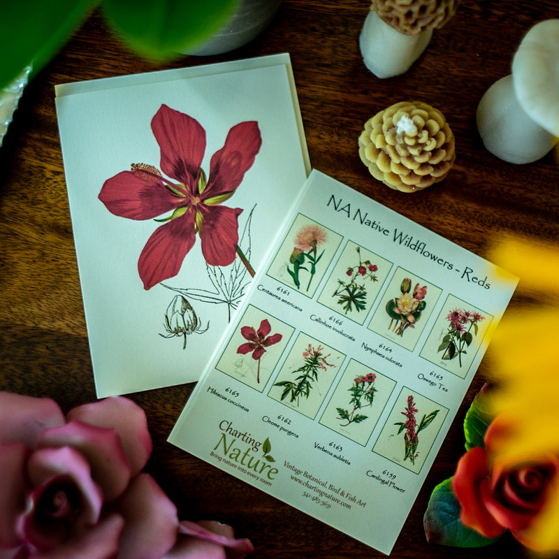 Red Wildflower Notecards - Botanical print notecard set – Charting Nature