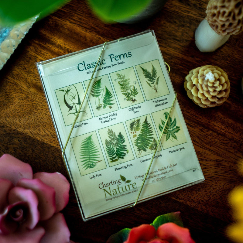 Vintage Fern Notecards - Botanical print notecard set – Charting Nature