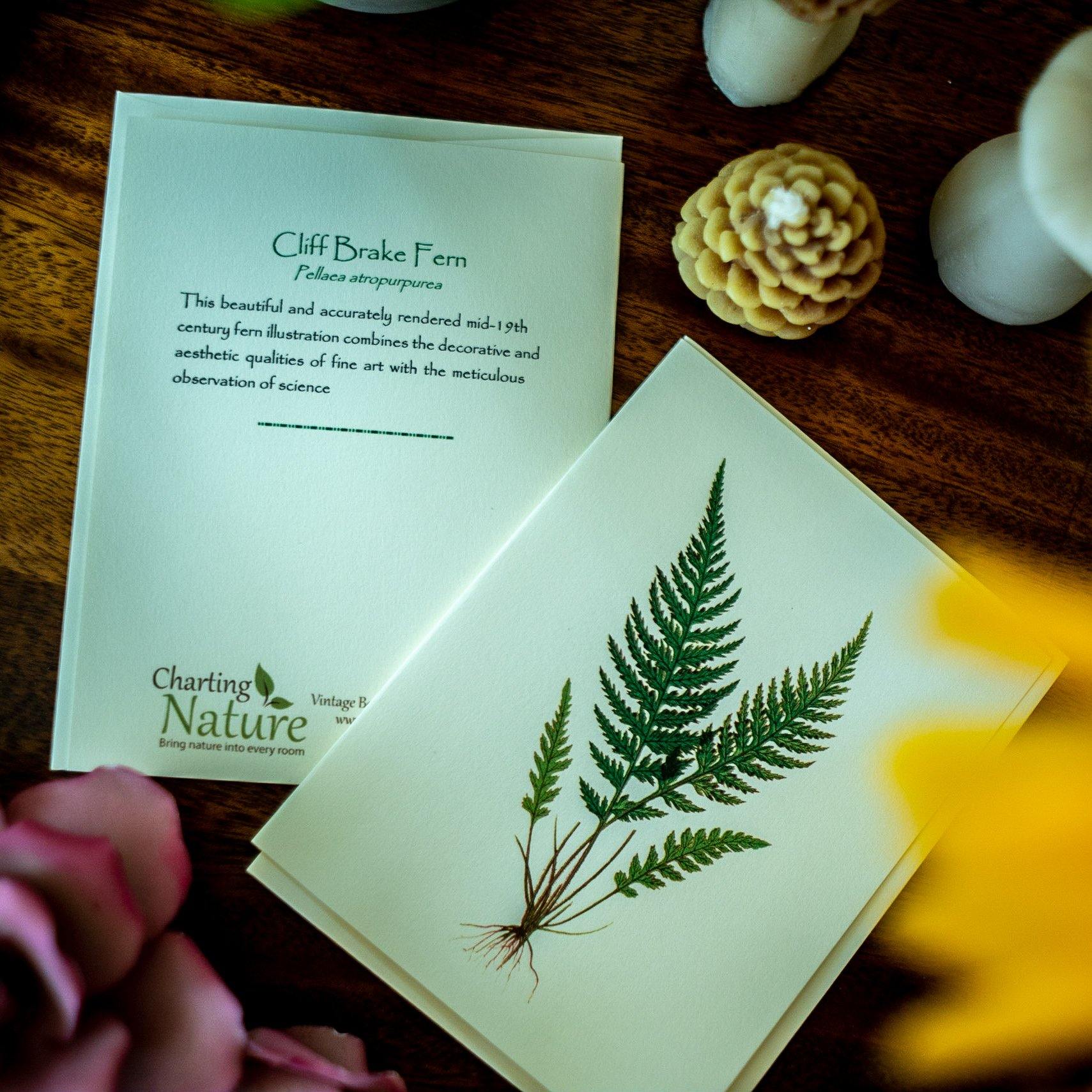 Vintage Fern Notecards - Botanical print notecard set – Charting Nature