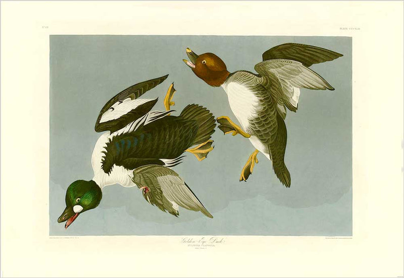 Duck, Golden Eyed | Bird Print | Audubon Lithograph – Charting Nature