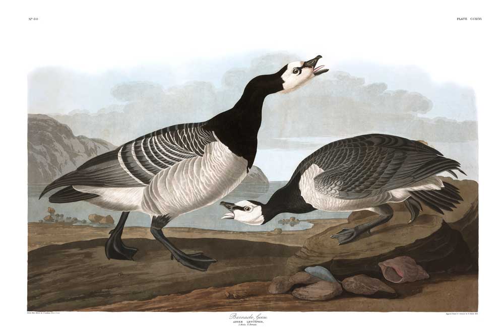 Barnacle Goose Bird Print | Vintage Audubon Lithograph Wall Art ...