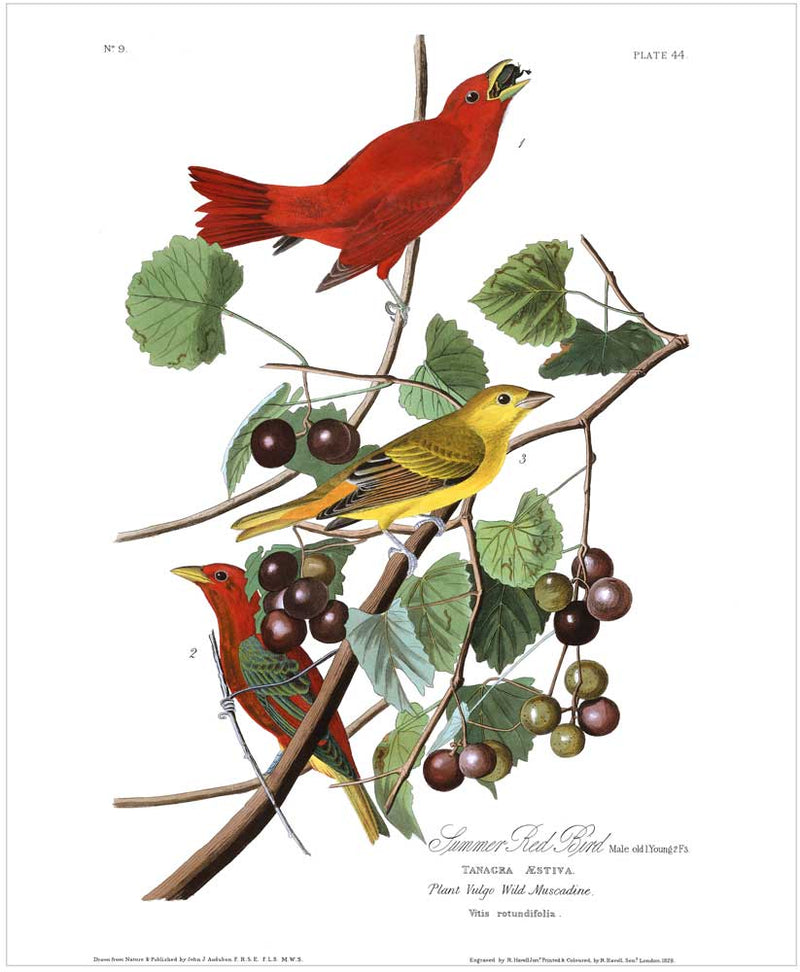 Bird-Summer Red | Bird Print | Audubon Lithograph – Charting Nature