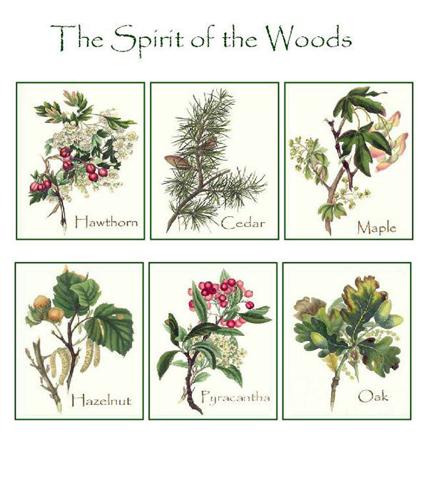 Common Trees Notecards - Botanical print notecard set – Charting Nature