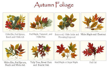 Nature Notecard Sets - Trees, Plants, Birds and Fish – Charting Nature