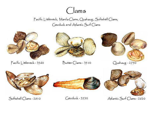 Clams - Fish and Shellfish Assorted Notecard Set – Charting Nature