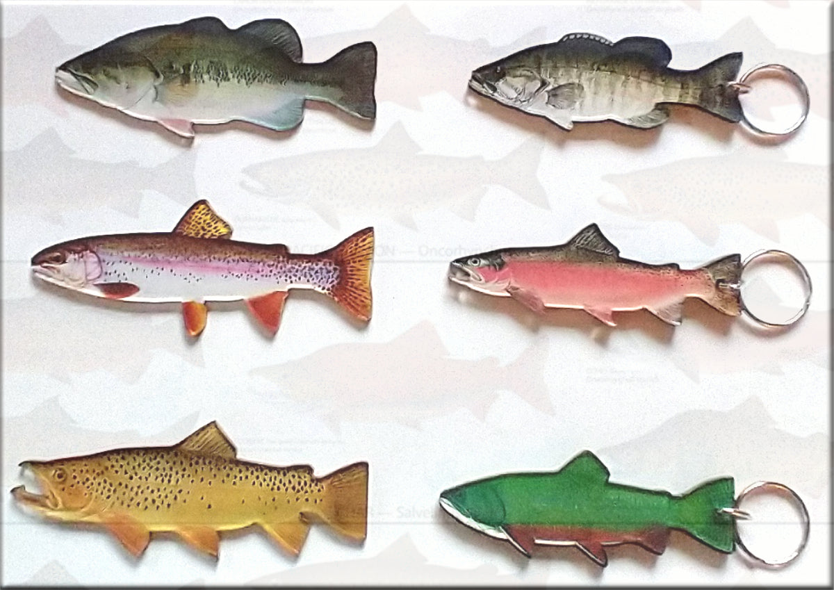 Fish Prints and Identification Charts – Charting Nature