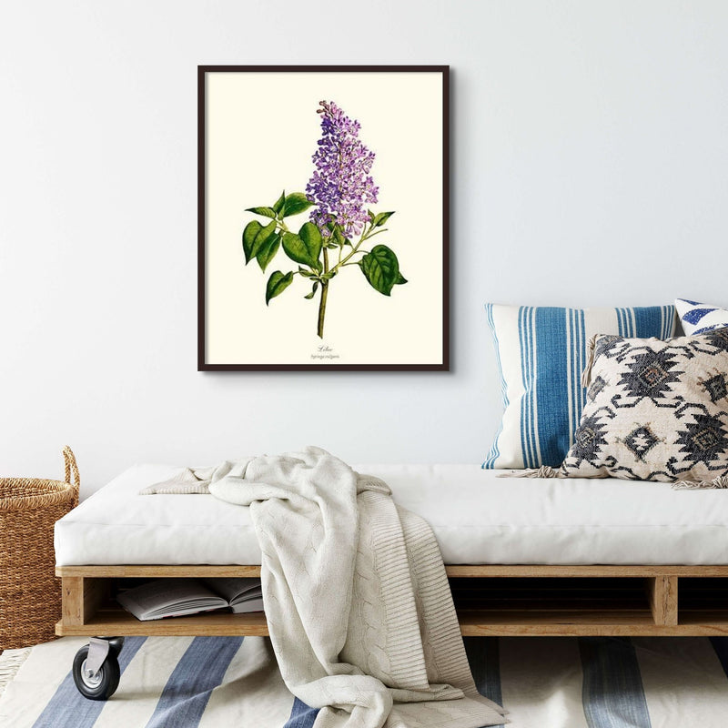 Lilac: Vintage Botanical Flower/Floral Wall Art Prints – Charting Nature