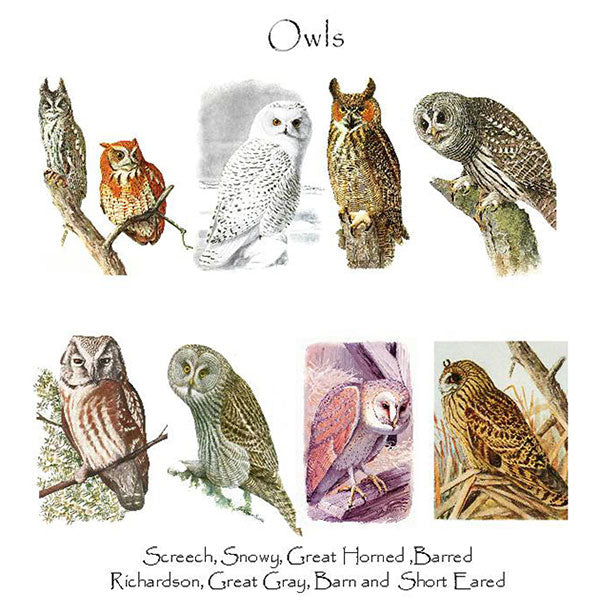Owl Note Cards -Wild Bird Assorted Notecards – Charting Nature
