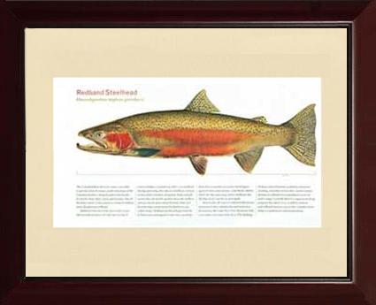 Redband Steelhead – Charting Nature