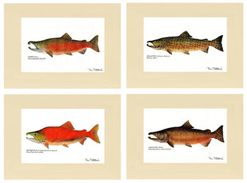Gamefish Art Fish Prints by Ron Pittard. Both Freshwater and Saltwater ...
