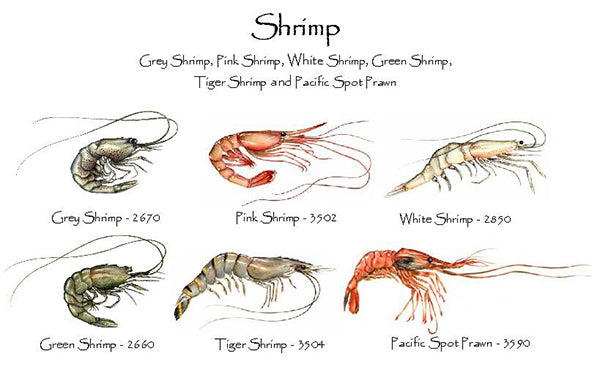 Shrimp - Fish and Shellfish Assorted Notecard Set – Charting Nature
