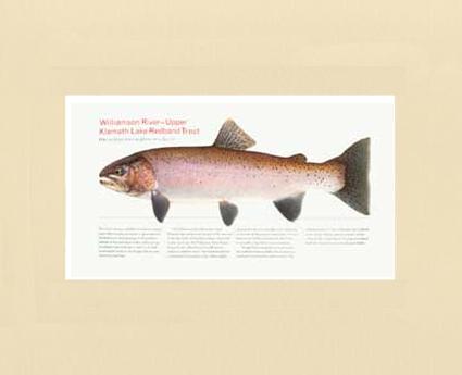 Redband Steelhead – Charting Nature