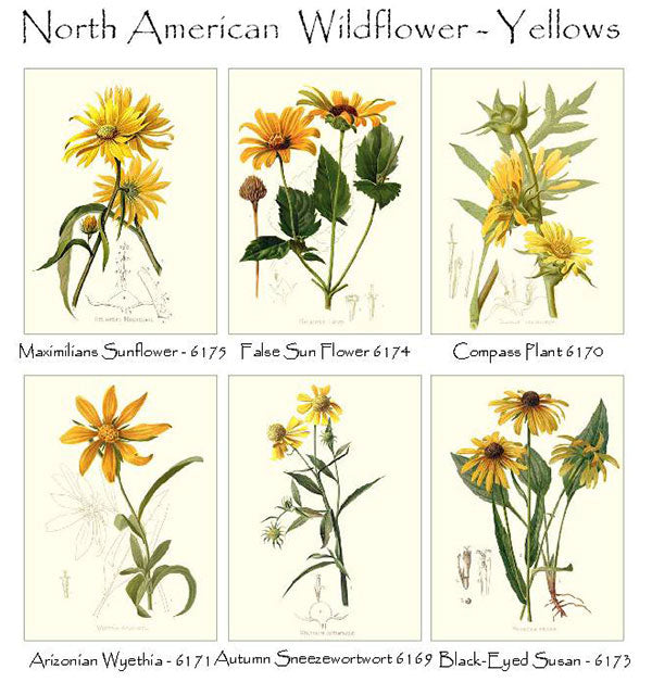 California selling Wildflowers in Yellow